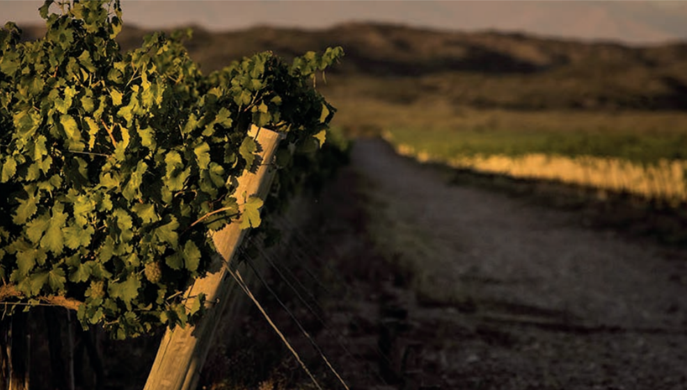 Bodega Trivento anuncia una histórica cosecha 2020 – Buenos Vinos
